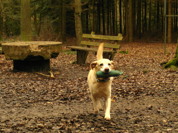 Dummyrunde mit den DaFfies